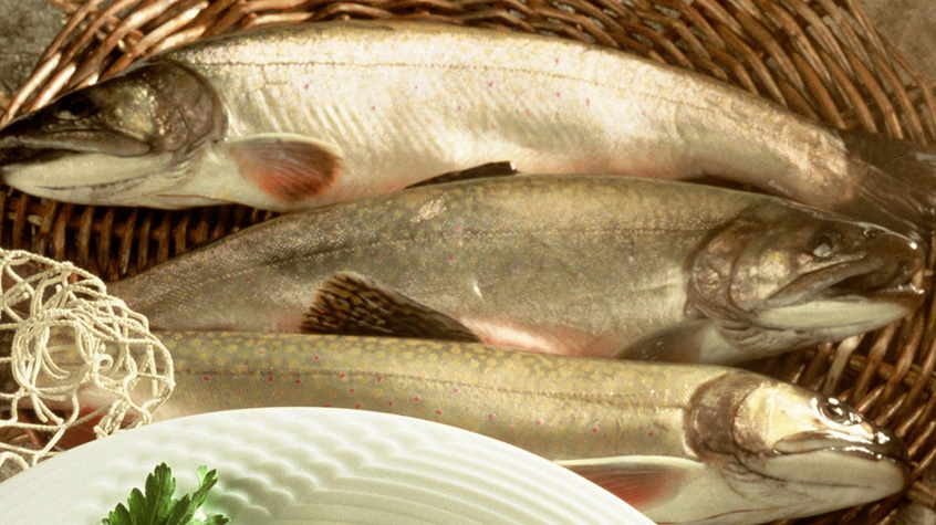 Von der Grünen Woche: Leckereien aus dem Meer | travelcam.tv